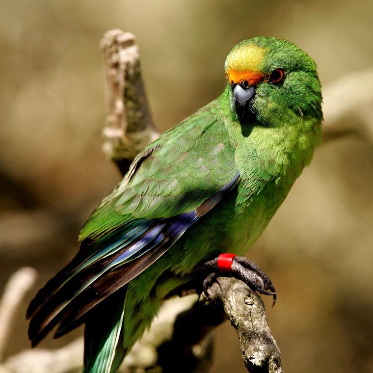 Bird of the Year ‹ Forest & Bird