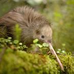 Past champions ‹ Bird of the Year ‹ Forest & Bird