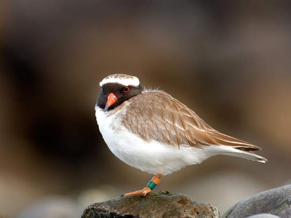 Shore plover ‹ Bird of the Year ‹ Forest & Bird