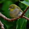 Bird of the Year ‹ Forest & Bird