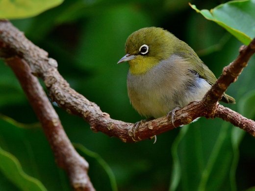Silvereye ‹ Bird of the Year ‹ Forest & Bird