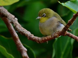 Silvereye ‹ Bird of the Year ‹ Forest & Bird