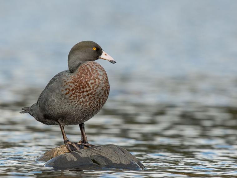 Bird of the Year ‹ Forest & Bird