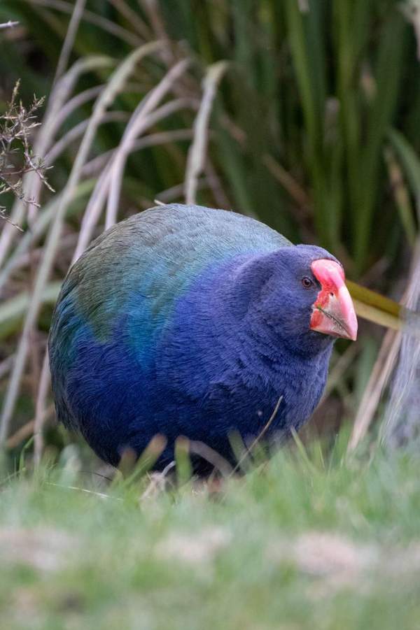 Takahē ‹ Bird of the Year ‹ Forest & Bird