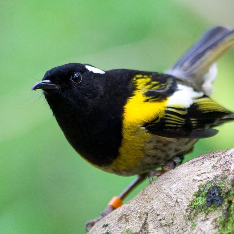 Bird of the Year ‹ Forest & Bird