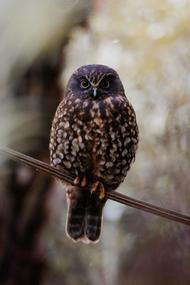 Bird of the Year ‹ Forest & Bird