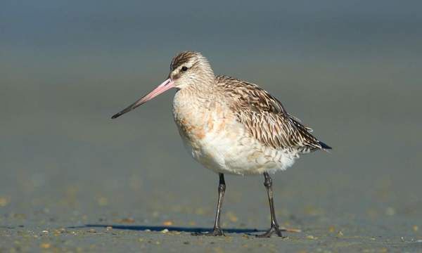 Bar-tailed godwit ‹ Bird of the Year ‹ Forest & Bird