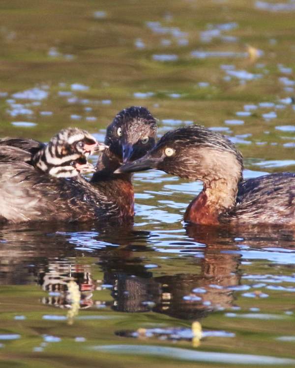 New Zealand dabchick ‹ Bird of the Year ‹ Forest & Bird