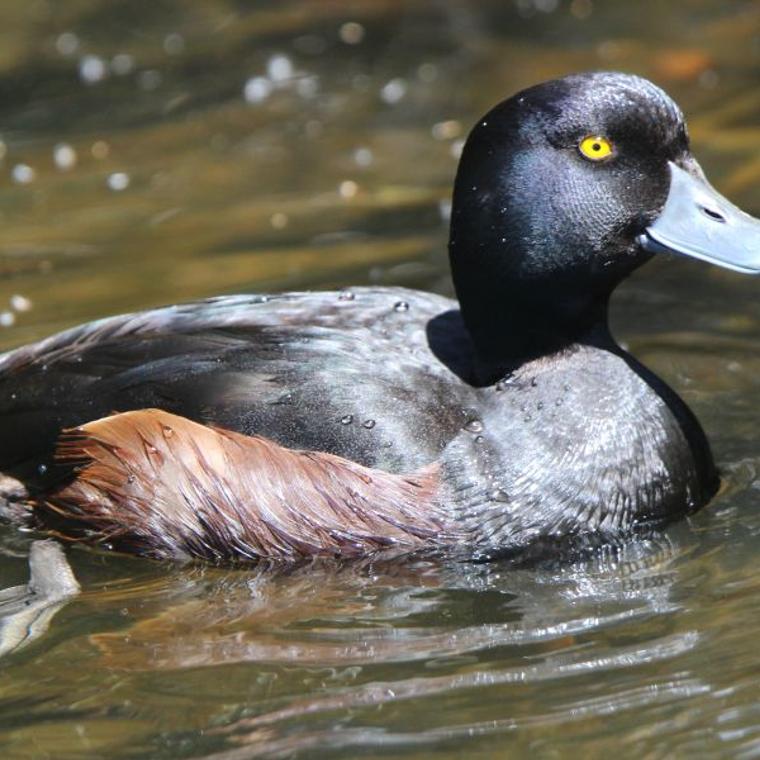 Bird of the Year ‹ Forest & Bird