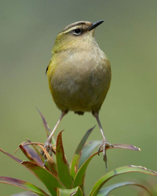 Rock wren ‹ Bird of the Year ‹ Forest & Bird