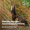 Australasian bittern ‹ Bird of the Year ‹ Forest & Bird