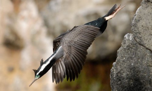 Spotted shag ‹ Bird of the Year ‹ Forest & Bird