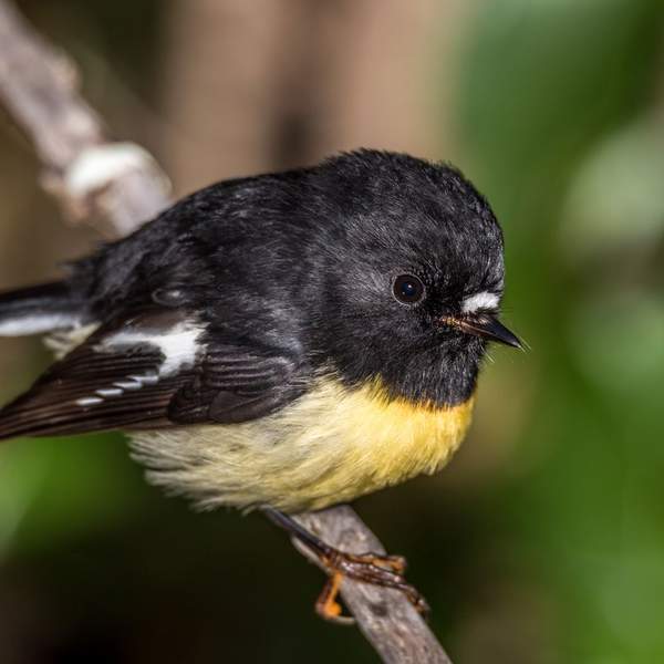 Tomtit ‹ Bird of the Year ‹ Forest & Bird