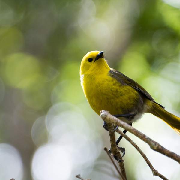Yellowhead ‹ Bird of the Year ‹ Forest & Bird