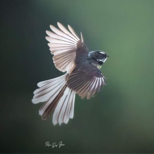 Fantail ‹ Bird of the Year ‹ Forest & Bird