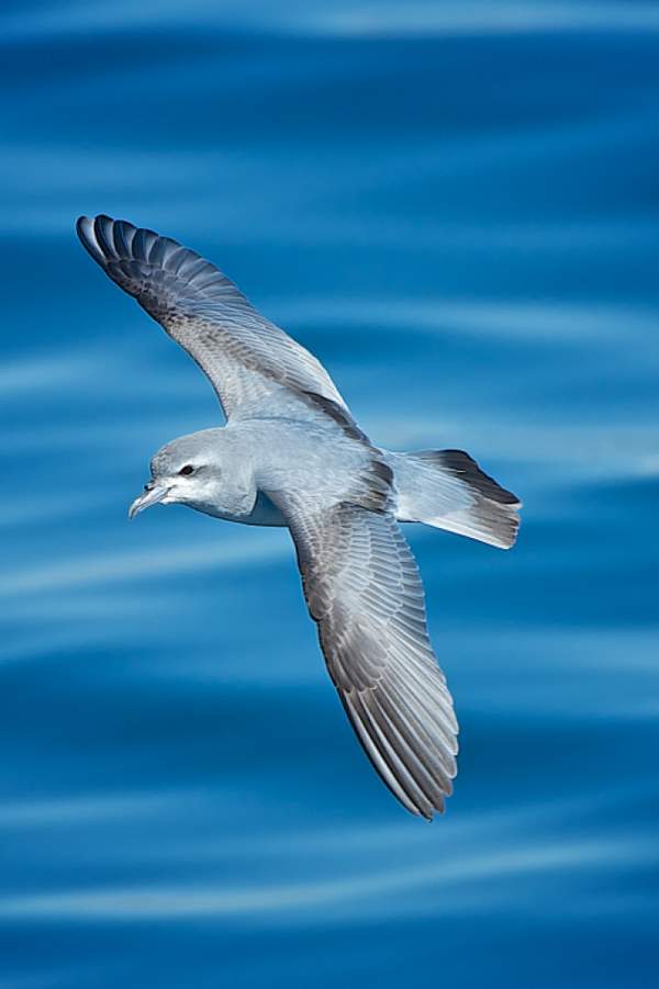 Fairy prion ‹ Bird of the Year ‹ Forest & Bird