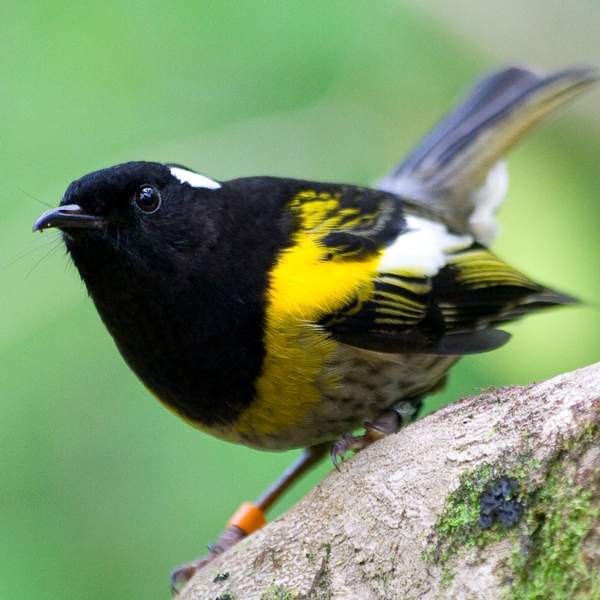 Stitchbird ‹ Bird of the Year ‹ Forest & Bird
