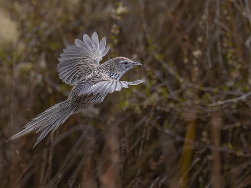 Fernbird ‹ Bird of the Year ‹ Forest & Bird