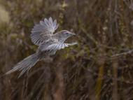Bird of the Year ‹ Forest & Bird