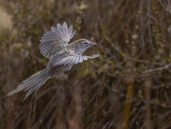 Fernbird ‹ Bird of the Year ‹ Forest & Bird