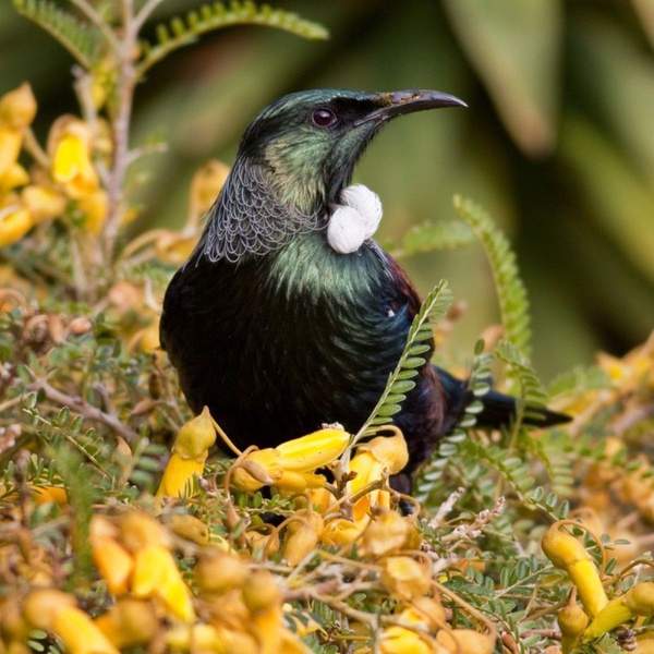 Tūī ‹ Bird of the Year ‹ Forest & Bird