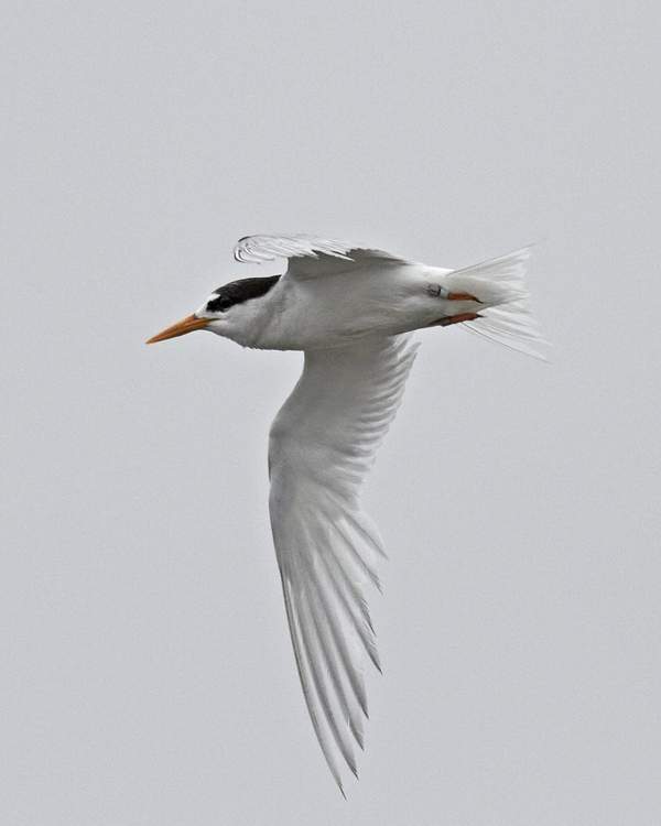 Fairy tern ‹ Bird of the Year ‹ Forest & Bird