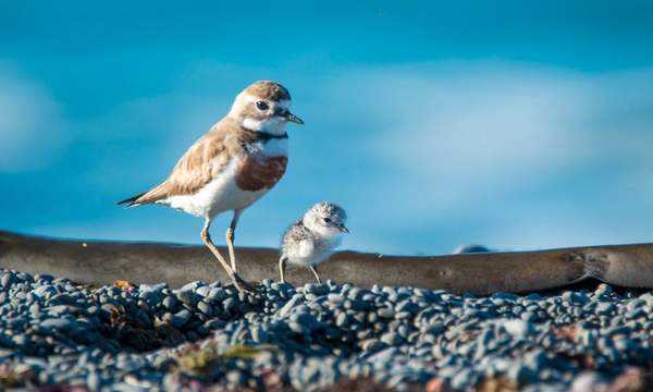 Banded dotterel ‹ Bird of the Year ‹ Forest & Bird
