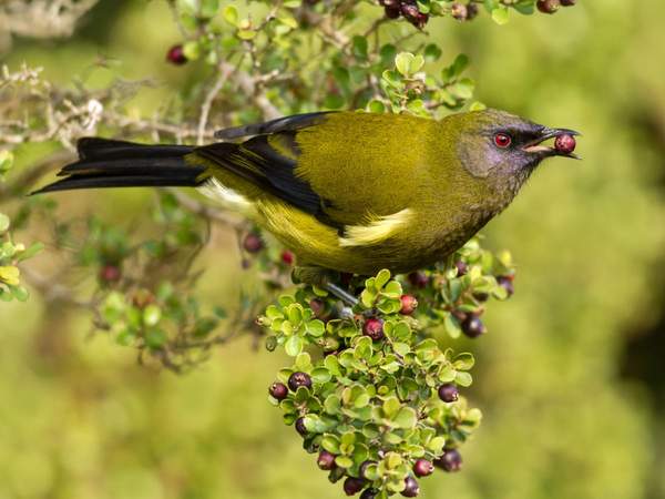 Bellbird ‹ Bird of the Year ‹ Forest & Bird