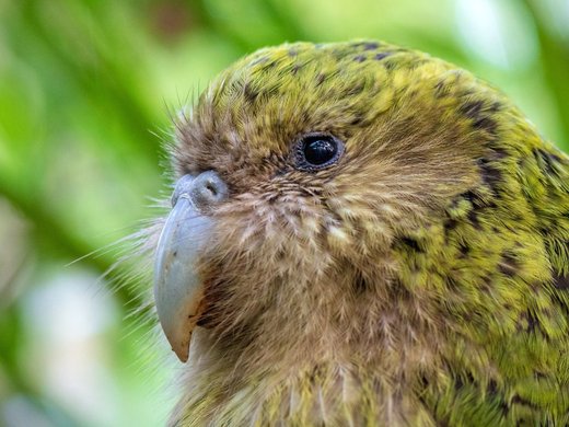 Kākāpō ‹ Bird of the Year ‹ Forest & Bird