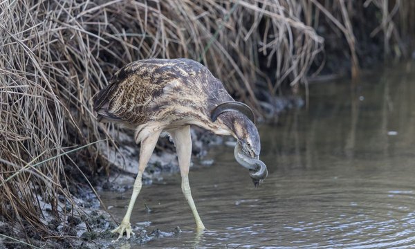 Australasian bittern ‹ Bird of the Year ‹ Forest & Bird