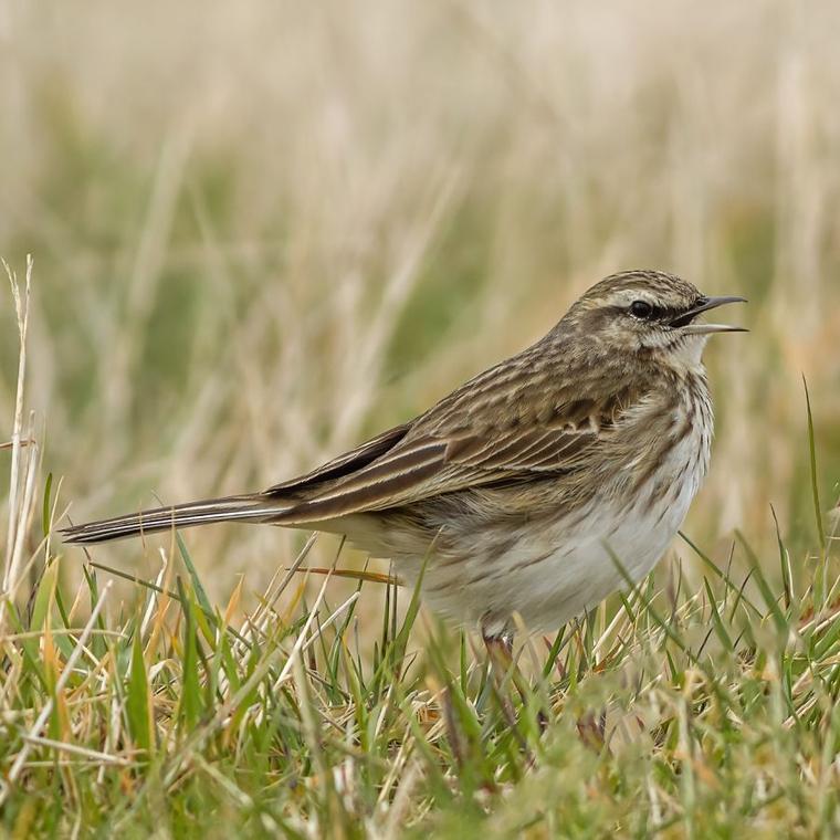 Bird of the Year ‹ Forest & Bird