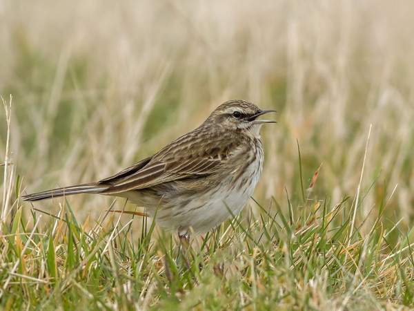 Pipit ‹ Bird of the Year ‹ Forest & Bird