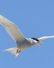 Bird of the Year ‹ Forest & Bird