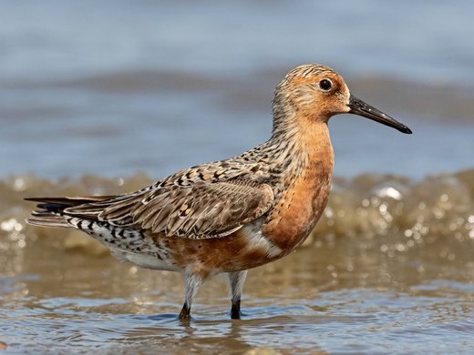 Red knot ‹ Bird of the Year ‹ Forest & Bird